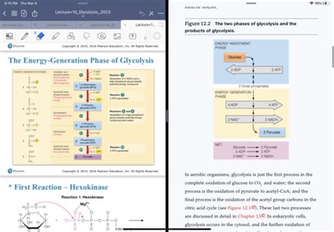 Lecture Flashcards Quizlet