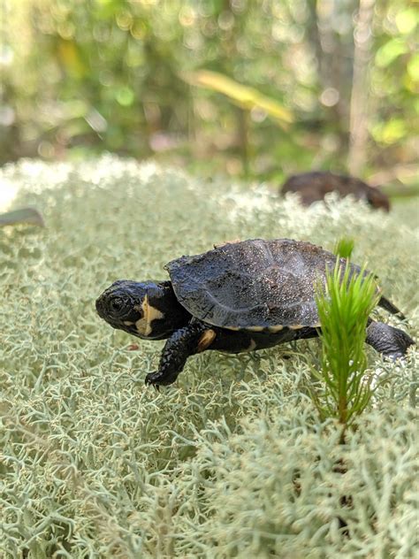 Small Turtles Big Future Southern Population Of The Bog Turtle