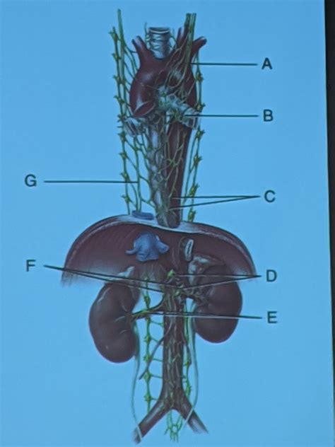 Autonomic Plexuses And Ganglia Diagram Quizlet