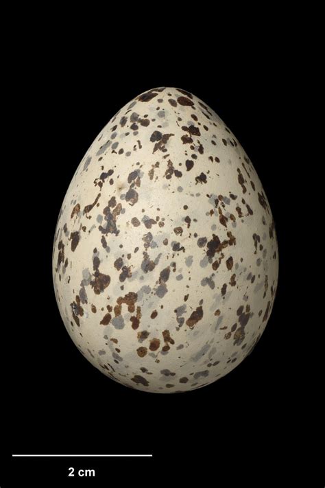 White Fronted Tern New Zealand Birds Online Seagull Eggs Common