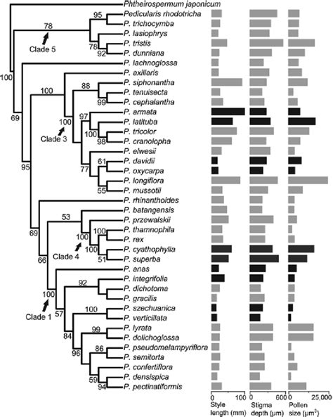 Phylogenetic Relationship Of 39 Pedicularis Species With Download