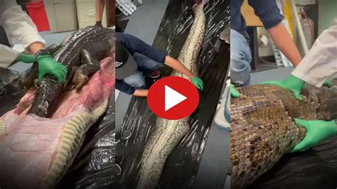 Giant Python Swallowed Crocodile Alive Omg Video Goes Viral On Social Media L Viral Video