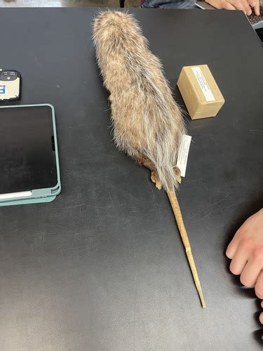 Verts Lab Exam 4 Flashcards Quizlet