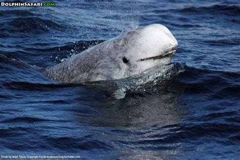 Rissos Dolphin Tumblr