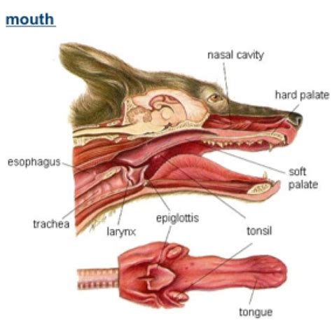 Dog Tongue Anatomy Diagram Soft Tissues Of The Oral Cavity Veterian