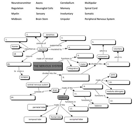 Solved Nervous System 20 Points 1 Using The Following