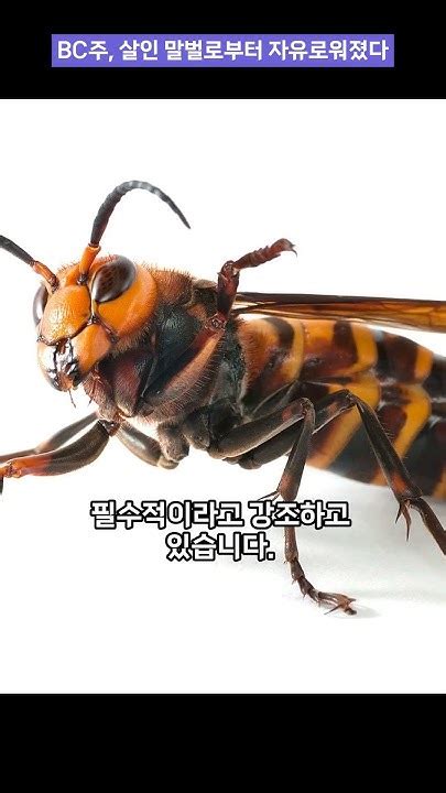 Bc주 살인 말벌로부터 자유로워졌다 캐나다 살인말벌 북방장수말벌 Youtube