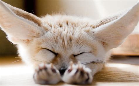 Cáo Sa Mạc Fennec Fox Loài Cáo Của Gia Đình