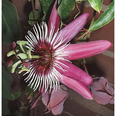 Lady Margaret Passion Vine Lw01896 At