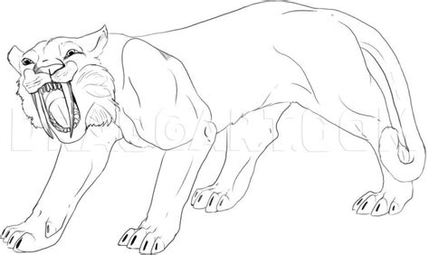 Saber Tooth Tiger Drawing Step By Step