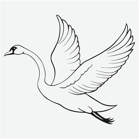 Graceful Black Swan In Flight Detailed Line Art Illustration 49602139