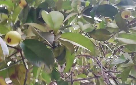 山竹长在土里还是树上 蜜源植物 酷蜜蜂