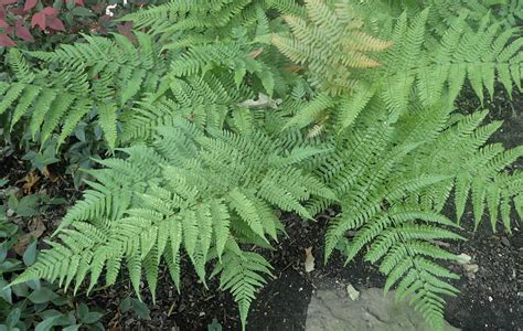 How To Grow And Care For Autumn Fern Plantly