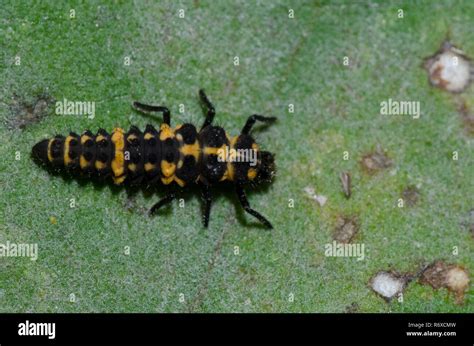 Coccinellidae Larvae
