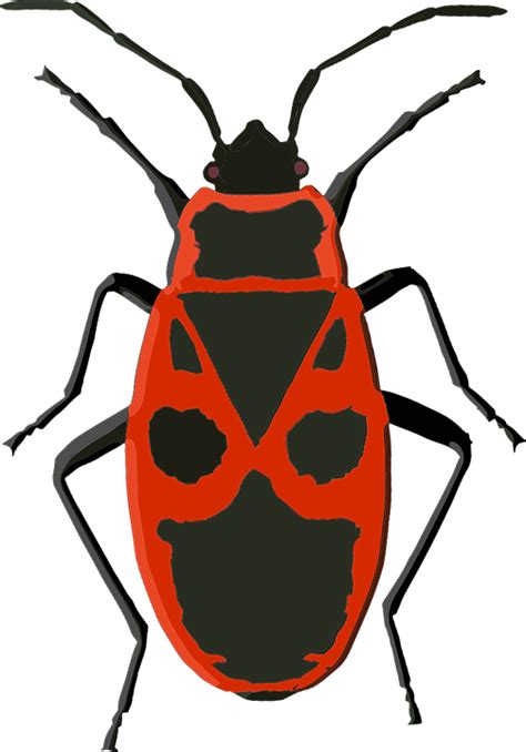 Download Firebug Bug Insect Royalty Free Vector Graphic Pixabay