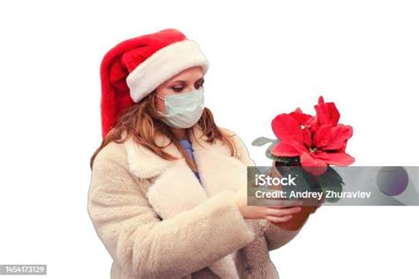 산타 모자와 의료용 얼굴 마스크를 쓴 여자는 흰색 배경에 격리된 새해 선물로 매장에서 크리스마스 포인세티아 꽃을 선택합니다 12월에 대한 스톡 사진 및 기타 이미지 Istock