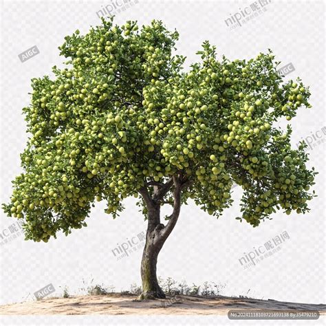 Ai创作图水果树木材树木甜石榴 树木树枝绿树大树素材 树免扣 山楂树素材 写实山楂 植物绿化大树 柠檬树素材 树png 写实大枣 苹果树素材 园林绿化果树 果树图片素材 手绘山楂树 果树高清