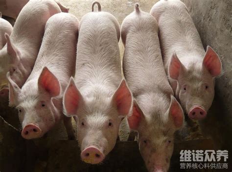 养仔猪如何配饲料好呢？自配仔猪饲料配方 知乎