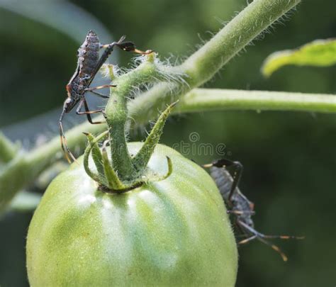 Leaf Footed Stink Bug Nymphs On Tomato Plant Leaf Stock Image Image Of Smell Pestilence 20152909