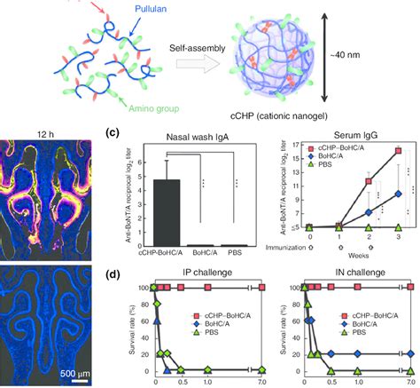 A Cationic Nanogel Developed For Intranasal Delivery Of A Subunit