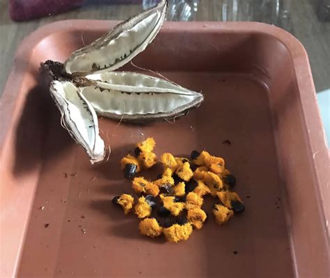How To Grow Bird Of Paradise From Seed