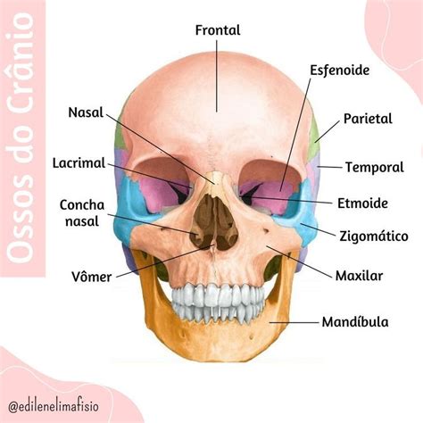 Anatomia Resumo Ossos Do Crânio E Da Face Anatomia Da Cabeça E🕊 Descubra O Entretenimento