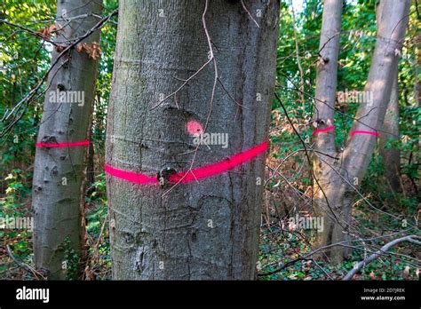 Trees Marked For Cutting Stock Photo Alamy
