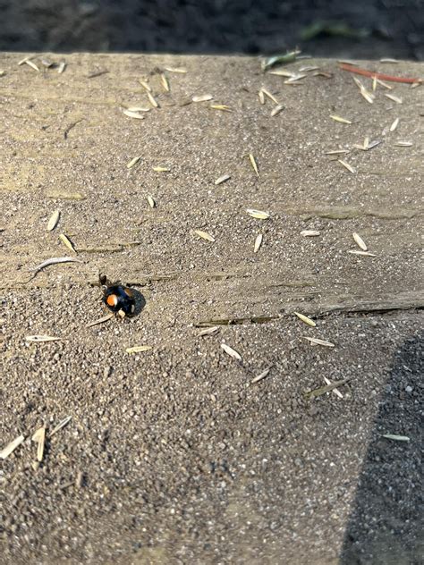 Lady Bug Mutation Found Southeast Of Vancouver Canada Rwhatsthisbug
