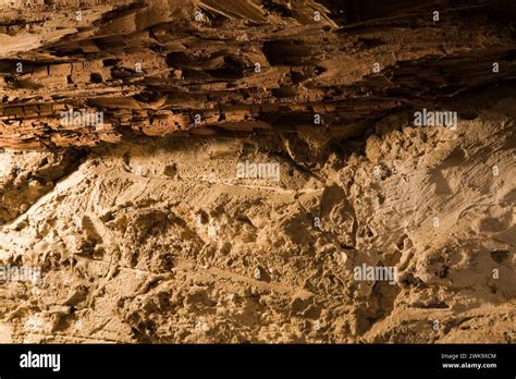 Close Up Of Insect Ravaged And Decaying Supporting Log Resting On Top