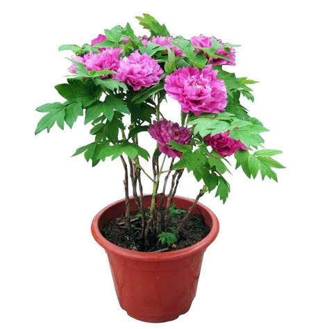 芍药花苗庭院盆栽花卉四季花易活芍药根块带芽室内盆栽室外植物 阿里巴巴