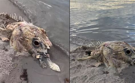 Une Surprenante Créature Marine échouée Personne Ne Sait Ce Que Cest