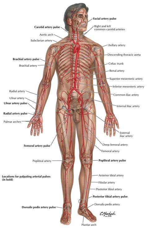 diagram of pulse points quizlet