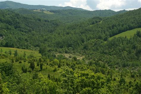 Biological Pollution What Is Types And Examples Evidence Network