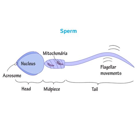 Biol 200 Sperm And Egg Flashcards Quizlet
