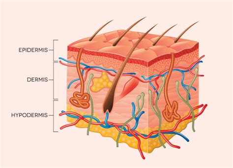 Der Aufbau der Haut | Bionect® Creme & Control Spray