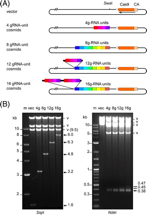 Structure Of Spacer Bearing S B Cosmids Containing Multiplex Grna