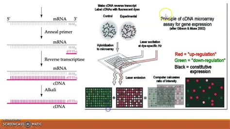 Role Of Nucleic Acid Protein Microarray Antisense Technology