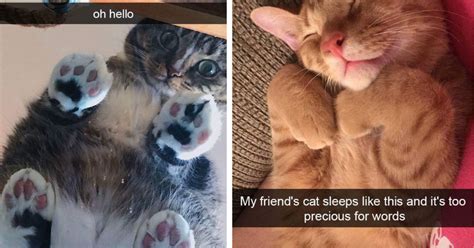 Oh Snap Kat Meme Aw Snap S Tenor