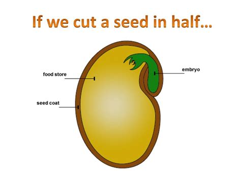 A Broad Bean Seed Cut In Half At Jennifer Colbert Blog