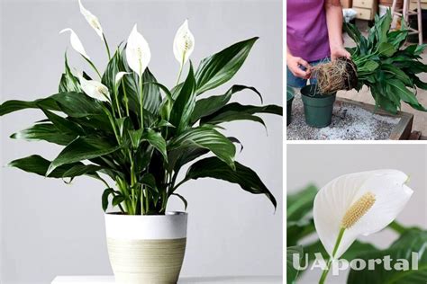 Вазон жіноче щастя догляд у домашніх умовах за спатіфілумом як розмножувати спатифілум