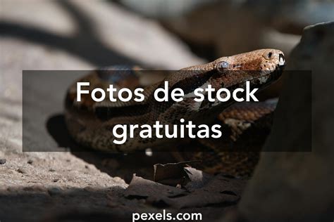 483 Fotos Y Imágenes De Python Automation Gratis · Banco De Fotos Gratis