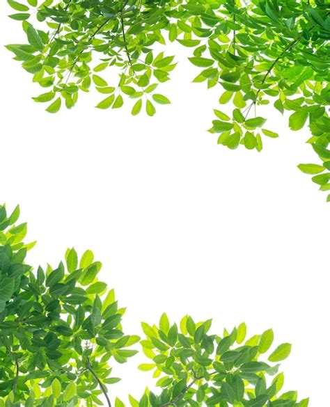 흰색 배경에 고립 된 녹색 잎 프리미엄 사진