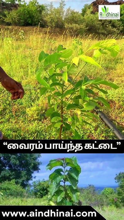 வைரம் பாய்ந்த கட்டை Youtube