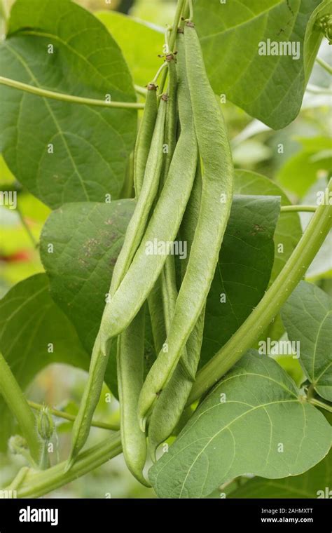 Phaseolus Coccineus Moonlight Runner Beans A Self Pollinating Bean