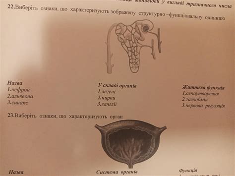 Виберіть ознаки що характеризують зображення структурну функціональну одиницю Школьные Знания Com