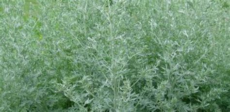 Полин вбиває всіляку інфекцію в організмі Рецепт моєї бабусі який