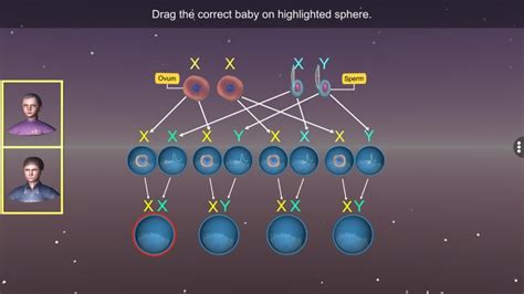 Sex Determination In Human By Sunil Christian
