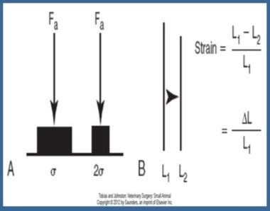 Absolute And Relative Stability Flashcards Quizlet