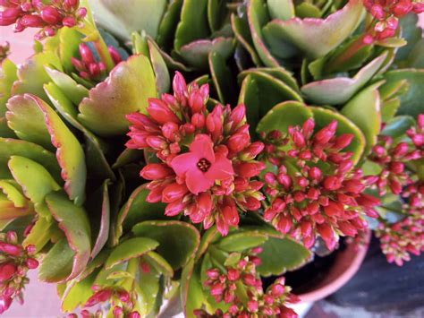 Kalanchoe Seeds [Harvesting And 3 Prominent Growing Tips!]