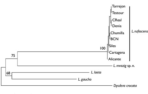 Neighbour Joining Distance Tree Diff Erent Representatives Of L